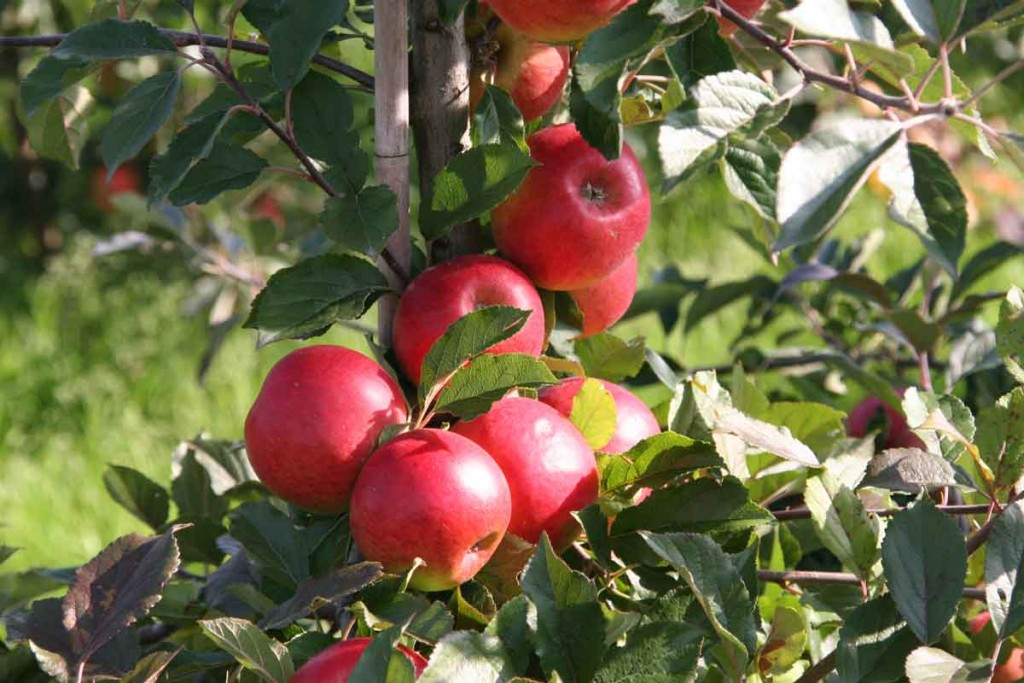 Junami appels | Van de Water Fruit